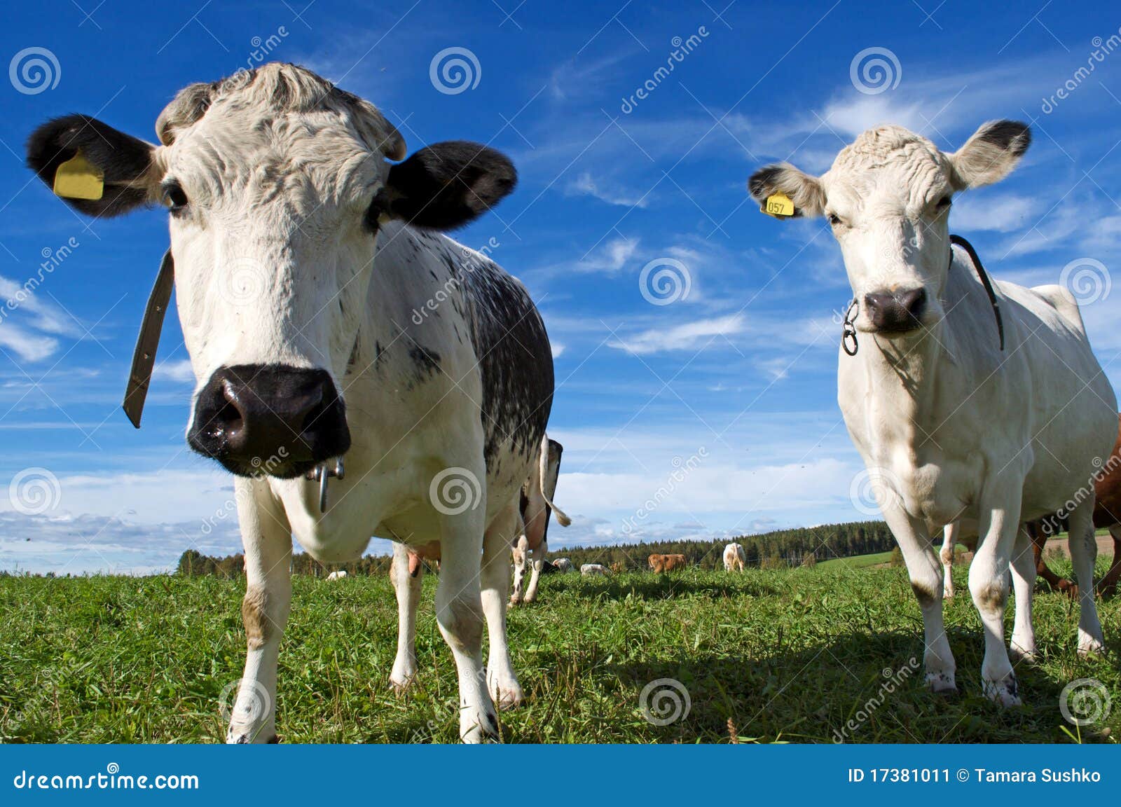 Dos vacas imagen de archivo. Imagen de imagen, color - 17381011