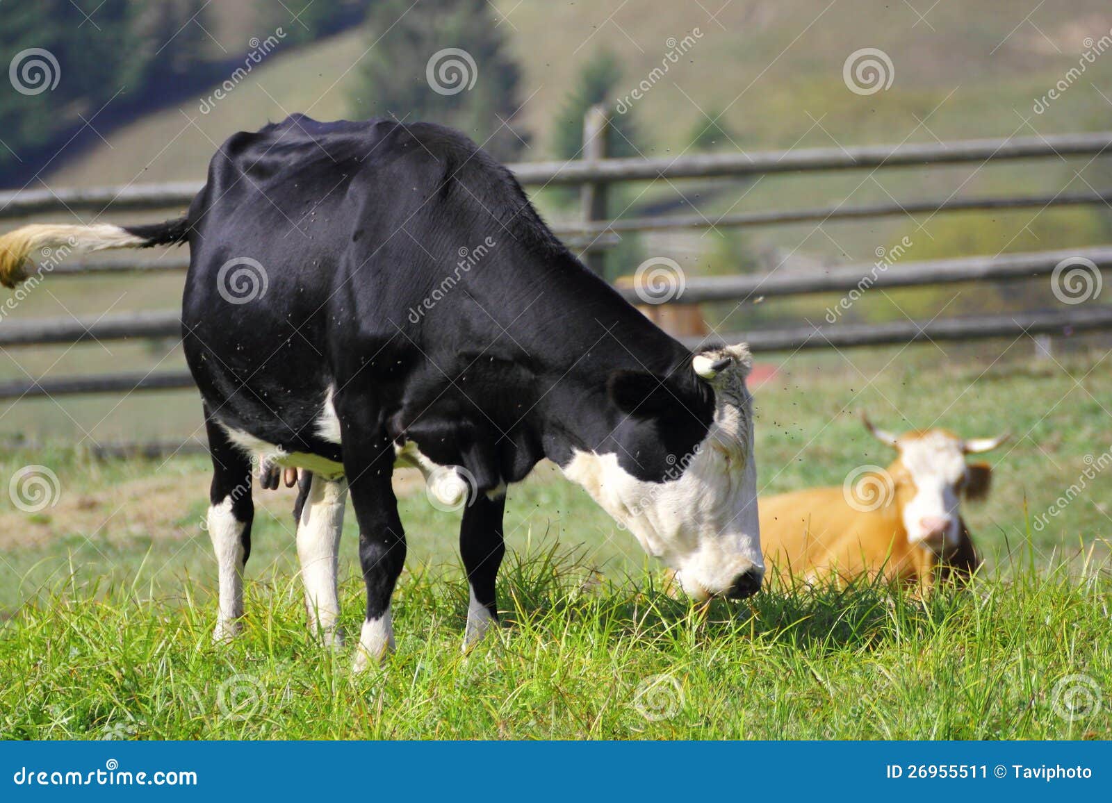 Dos vacas imagen de archivo. Imagen de hermoso, rural - 26955511