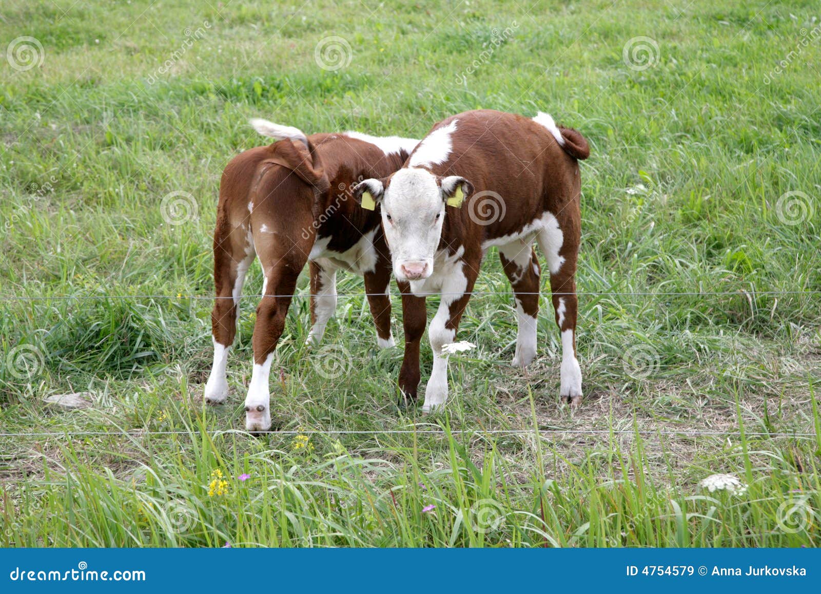 Dos vacas imagen de archivo. Imagen de farmland, pasto - 4754579
