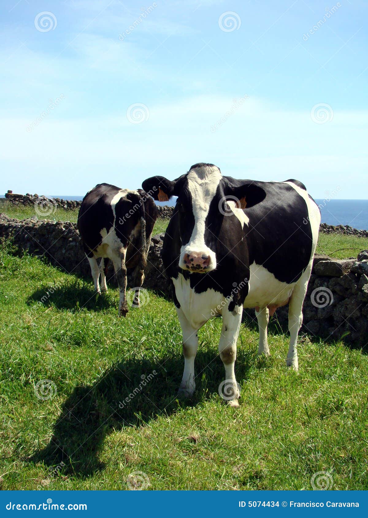 Dos vacas foto de archivo. Imagen de agricultura, manada - 5074434