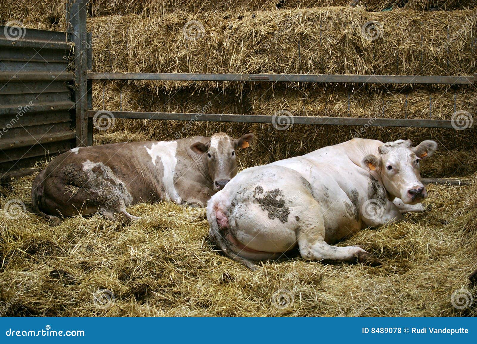 Dos vacas foto de archivo. Imagen de agricultura, paja - 8489078