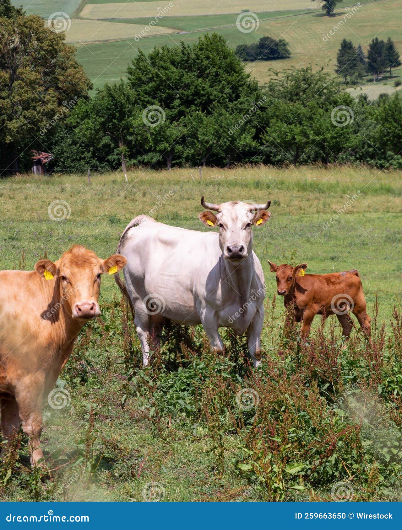 Dos Vacas Con Ternera En Pasto Foto de archivo - Imagen de fauna, rural ...