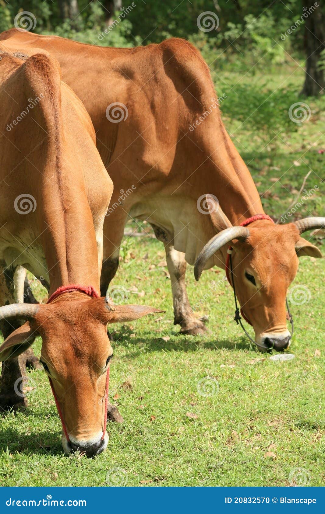 Dos Vacas De Brown Comen La Hierba Foto de archivo - Imagen de sunlight ...