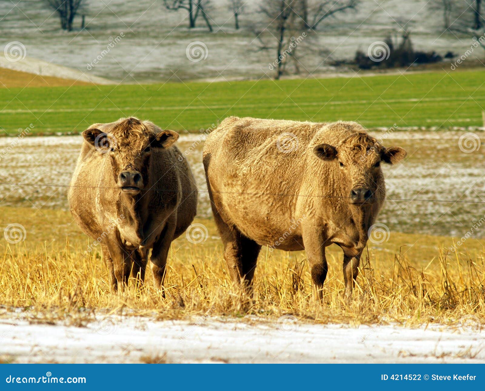 Dos vacas en un campo foto de archivo. Imagen de invierno - 4214522