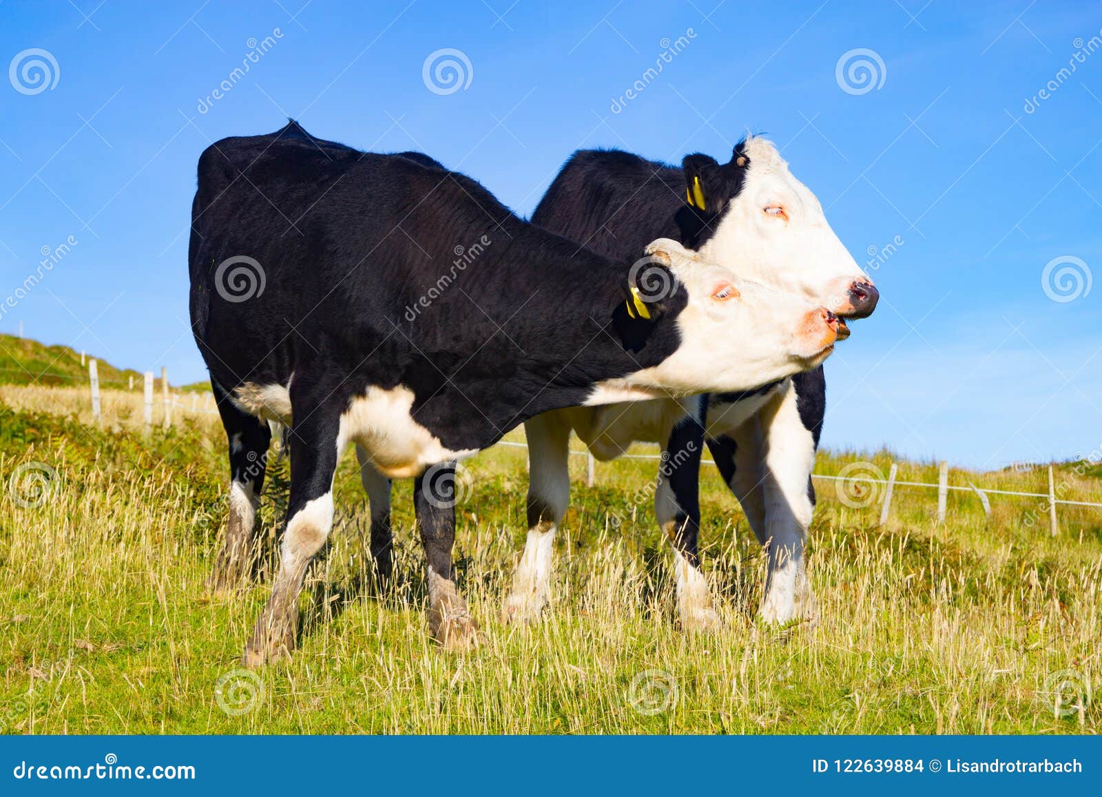 Dos Vacas En Un Campo De Granja Foto de archivo - Imagen de campo ...