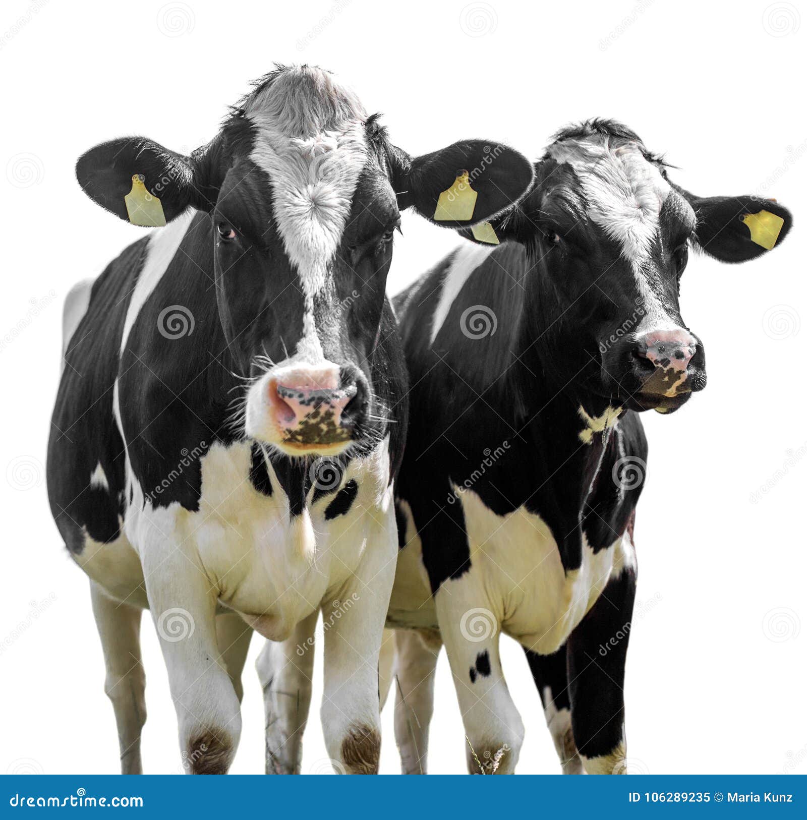 Dos Vacas En Un Fondo Blanco Imagen de archivo - Imagen de cara, granja ...