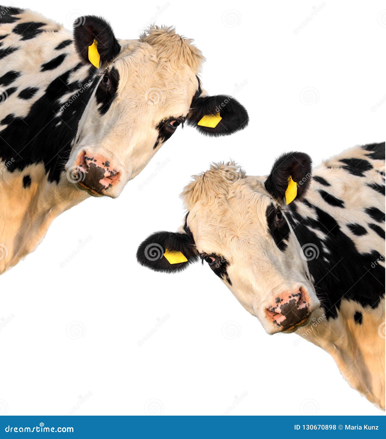 Dos Vacas En Un Fondo Blanco Foto de archivo - Imagen de animal ...