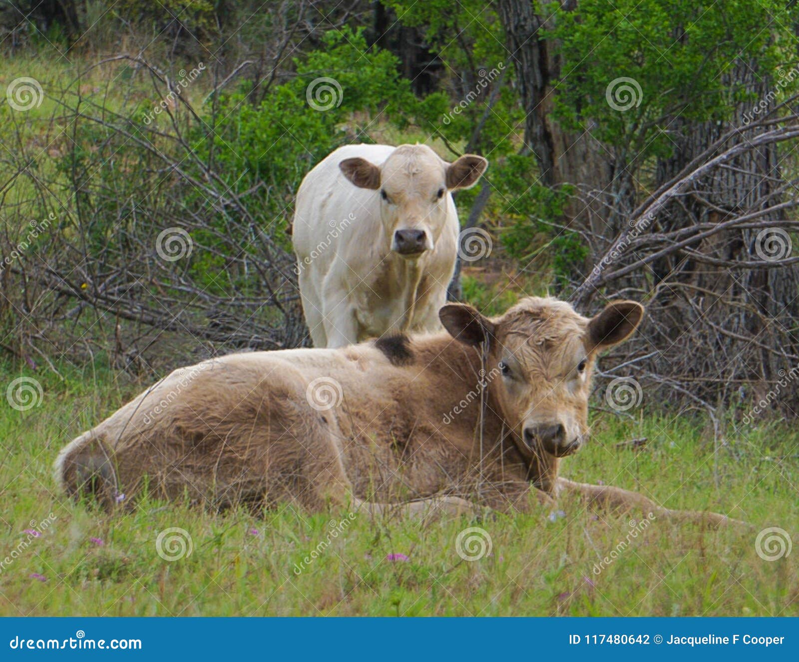 Dos vacas en un pasto foto de archivo. Imagen de ubre - 117480642