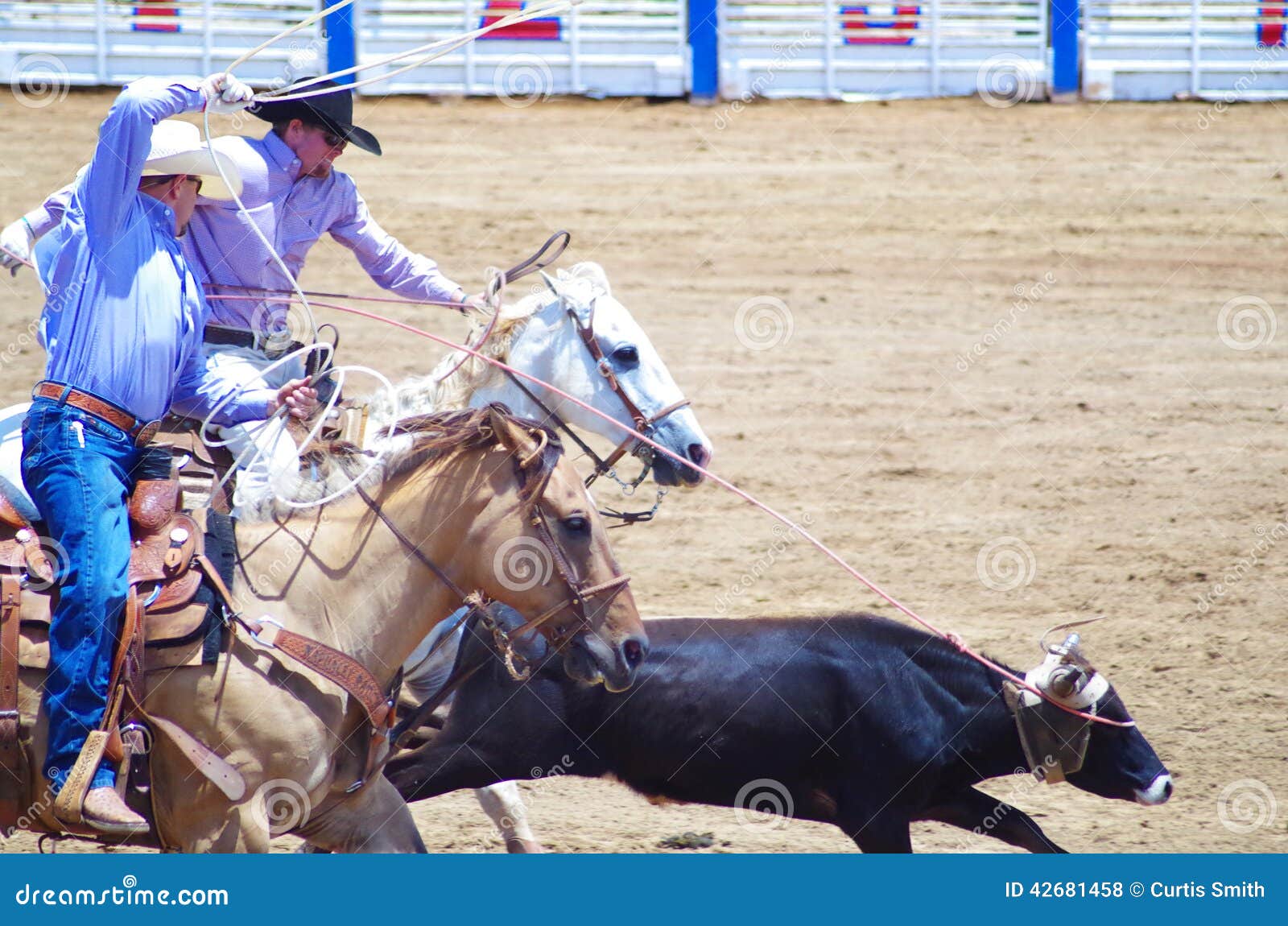 Dos Vaqueros Rope Un Becerro En El Rodeo Foto de archivo editorial ...