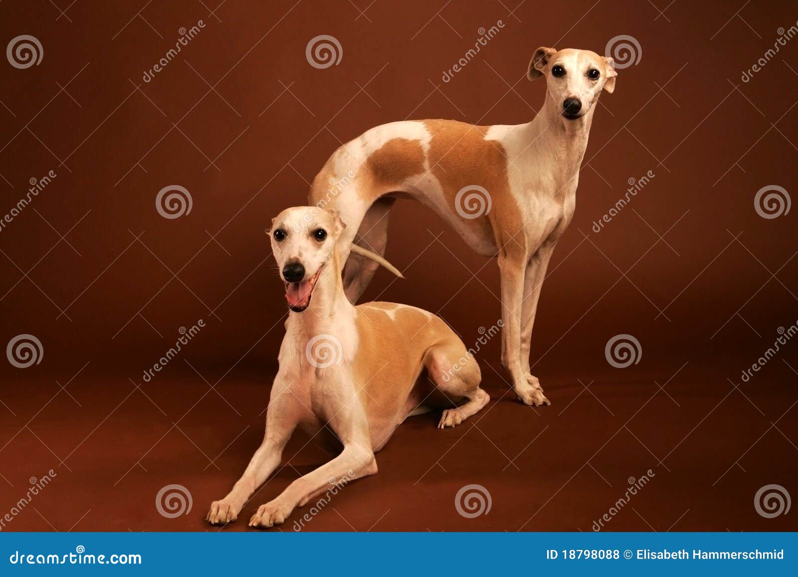 Dos Whippets foto de archivo. Imagen de perezoso, casta - 18798088