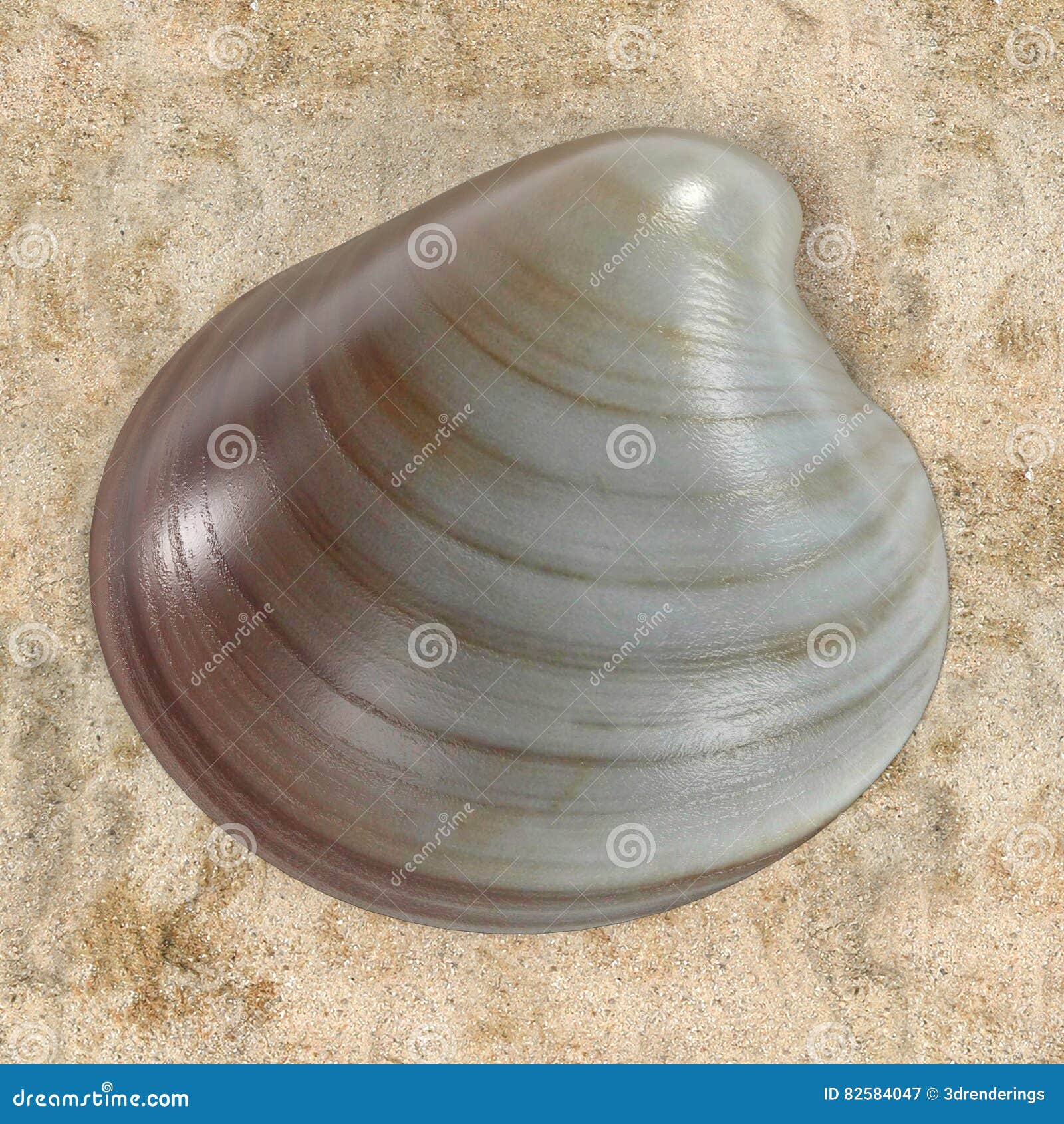 Dosinia Lupinus stock illustration. Illustration of mussel - 82584047