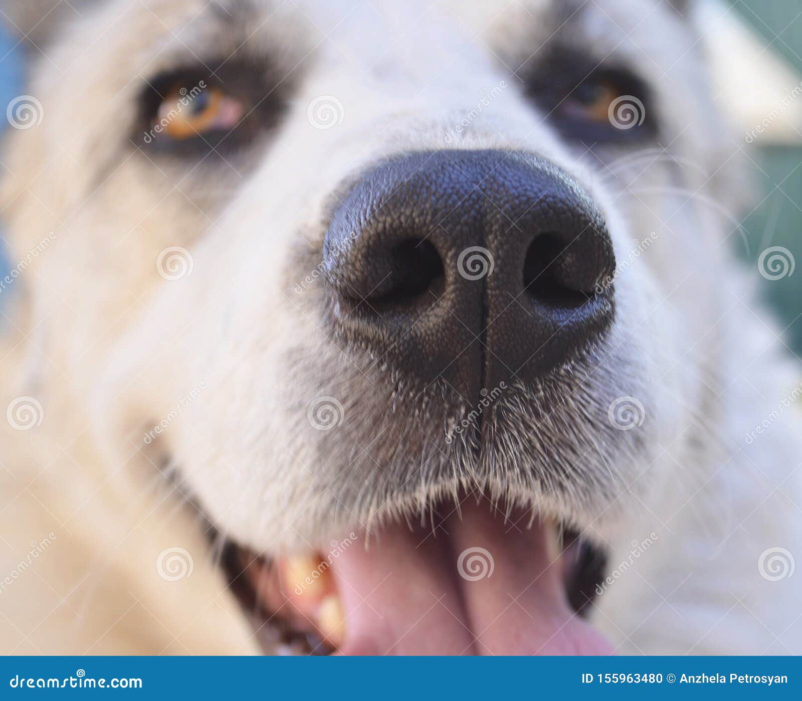 Van Dichtbij Van De Hondneus. Witte Hond Stock Foto - Image of spel ...