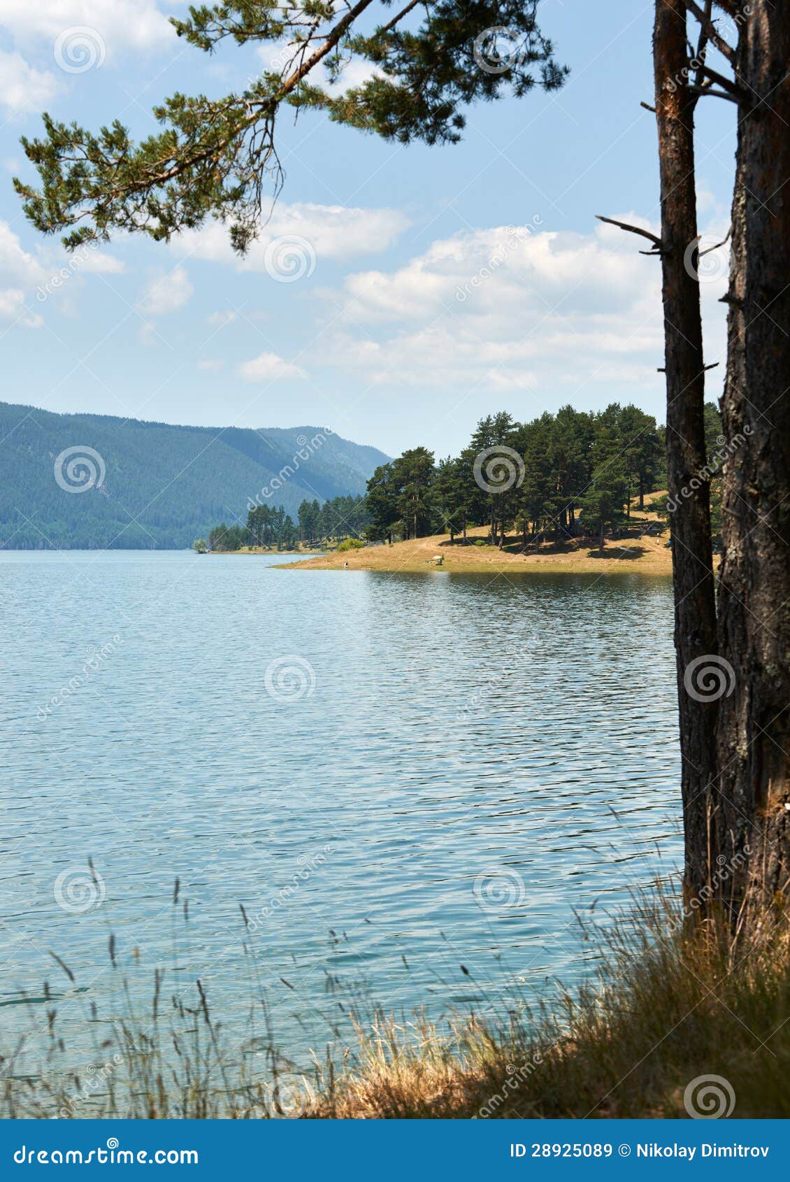 Dospat lake, Bulgaria stock image. Image of dospat, pine - 28925089