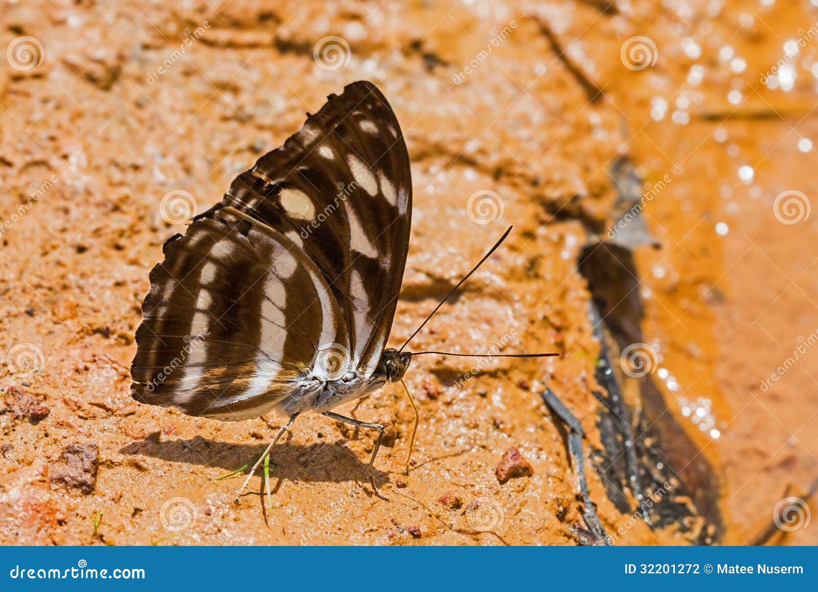 Dot-dash Sergeant Butterfly Stock Photo - Image of puddling, entomology: 32201272