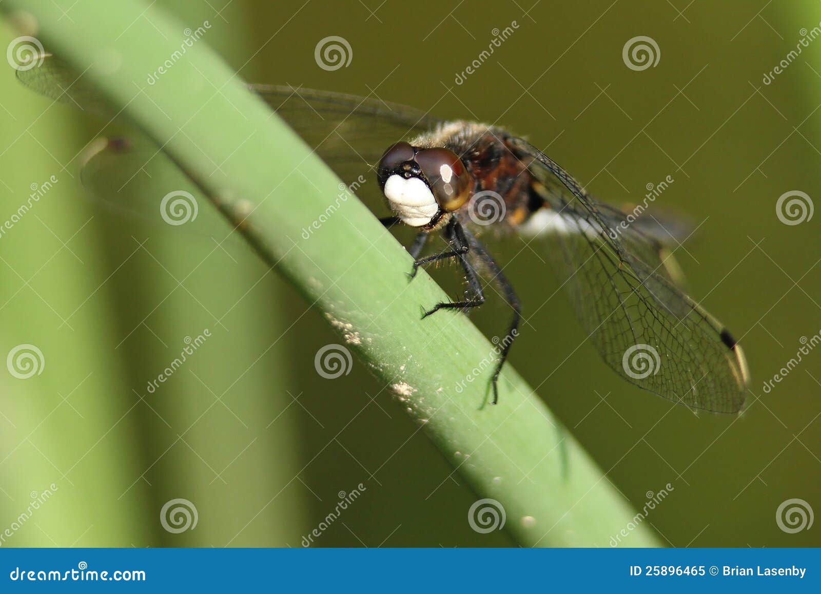 Dot-tailed Whiteface Dragonfly Stock Image - Image of lily, odonata: 25896465