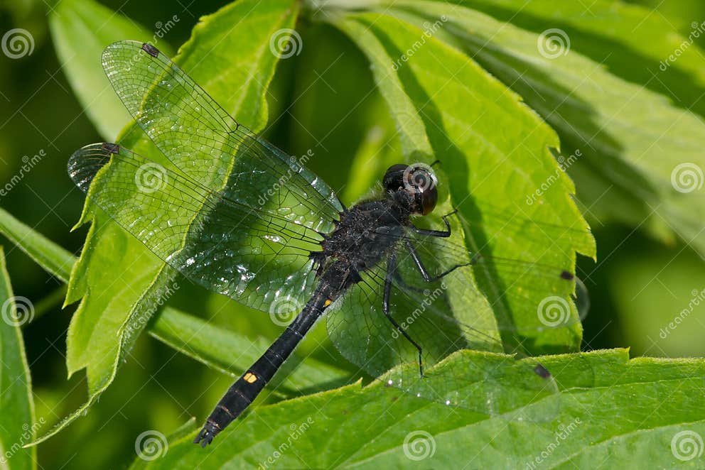 Dot-tailed Whiteface Dragonfly - Leucorrhinia Intacta Stock Photo - Image of america ...