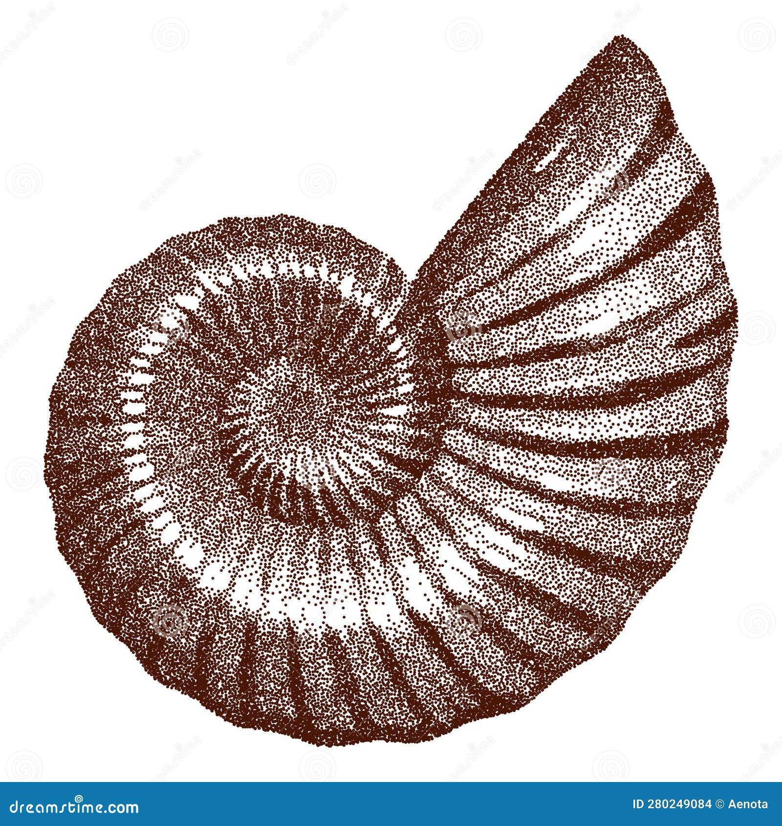 Doted Ammonite Shell stock vector. Illustration of cephalopoda - 280249084