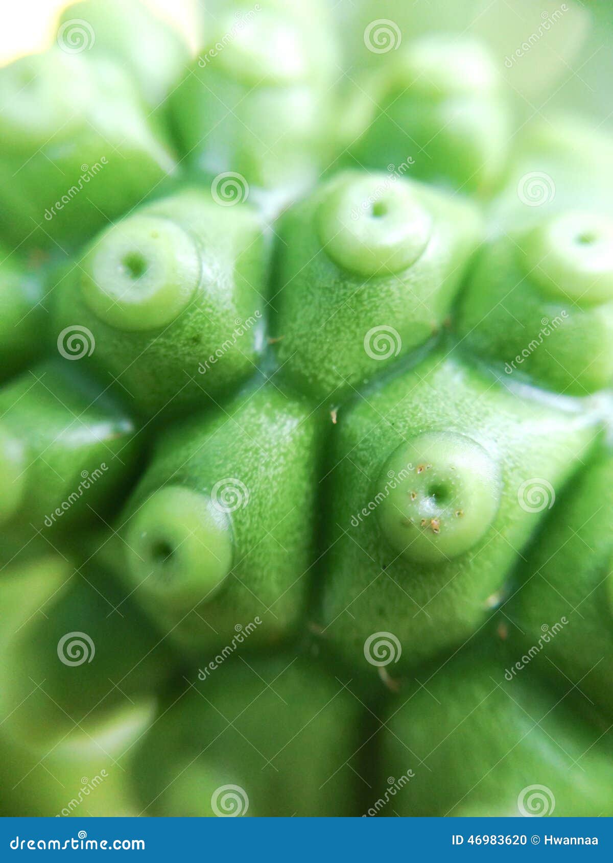 Dots Texture of Green Beach Mulberry Stock Photo - Image of beach ...