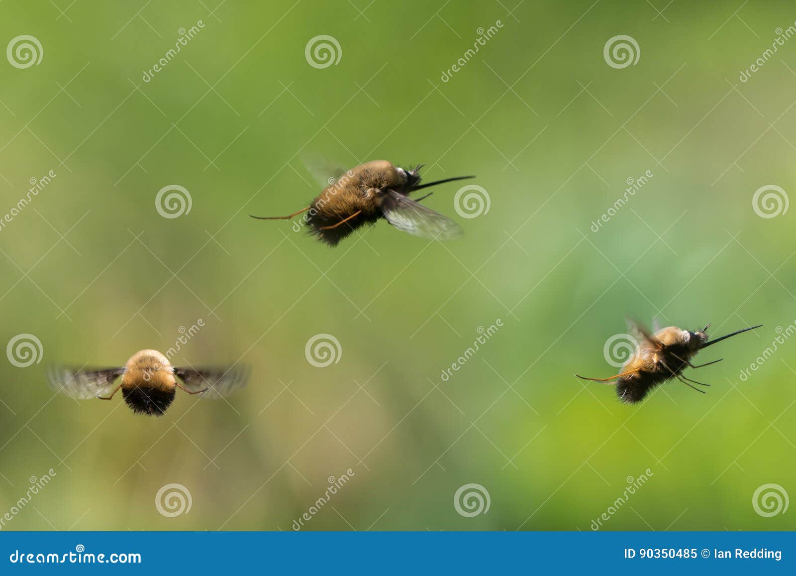 Dotted Bee Fly Bombylius Discolor Flight Stock Photos - Free & Royalty ...
