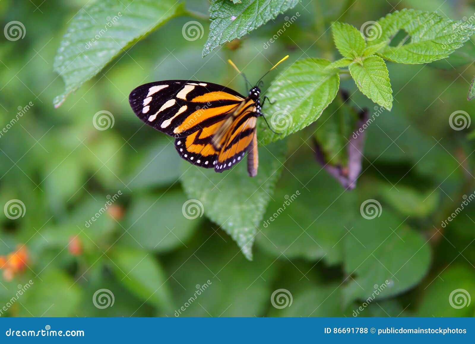 Dotted butterfly stock photo. Image of black, insect - 86691788