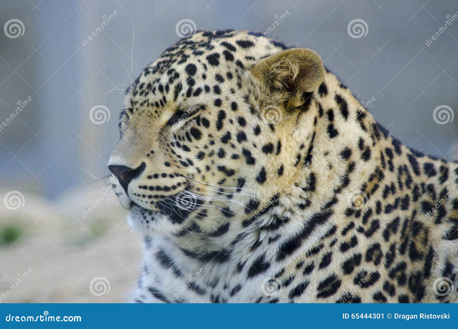 Dotted cat - Leopard stock image. Image of panther, roaring - 65444301