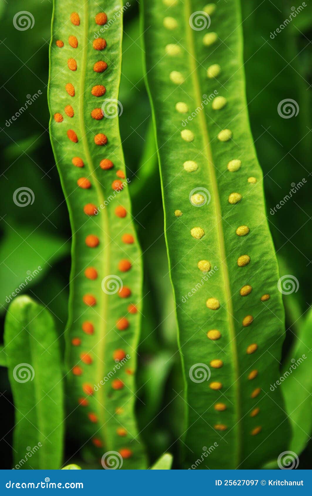 Dotted fern leaves stock image. Image of lush, decoration - 25627097