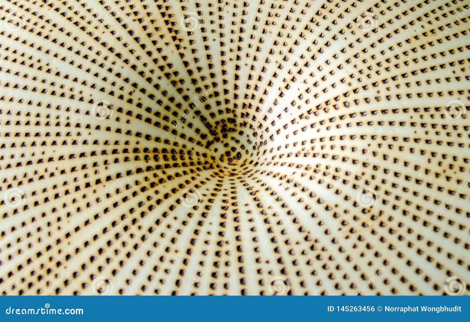 Dotted Lines Pattern stock photo. Image of decorative - 145263456