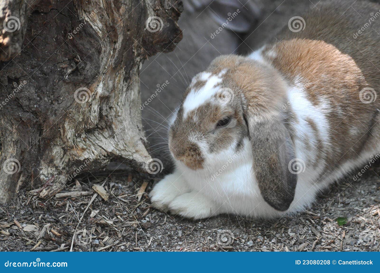 Dotted Rabbit stock photo. Image of mottled, mammal, tender - 23080208