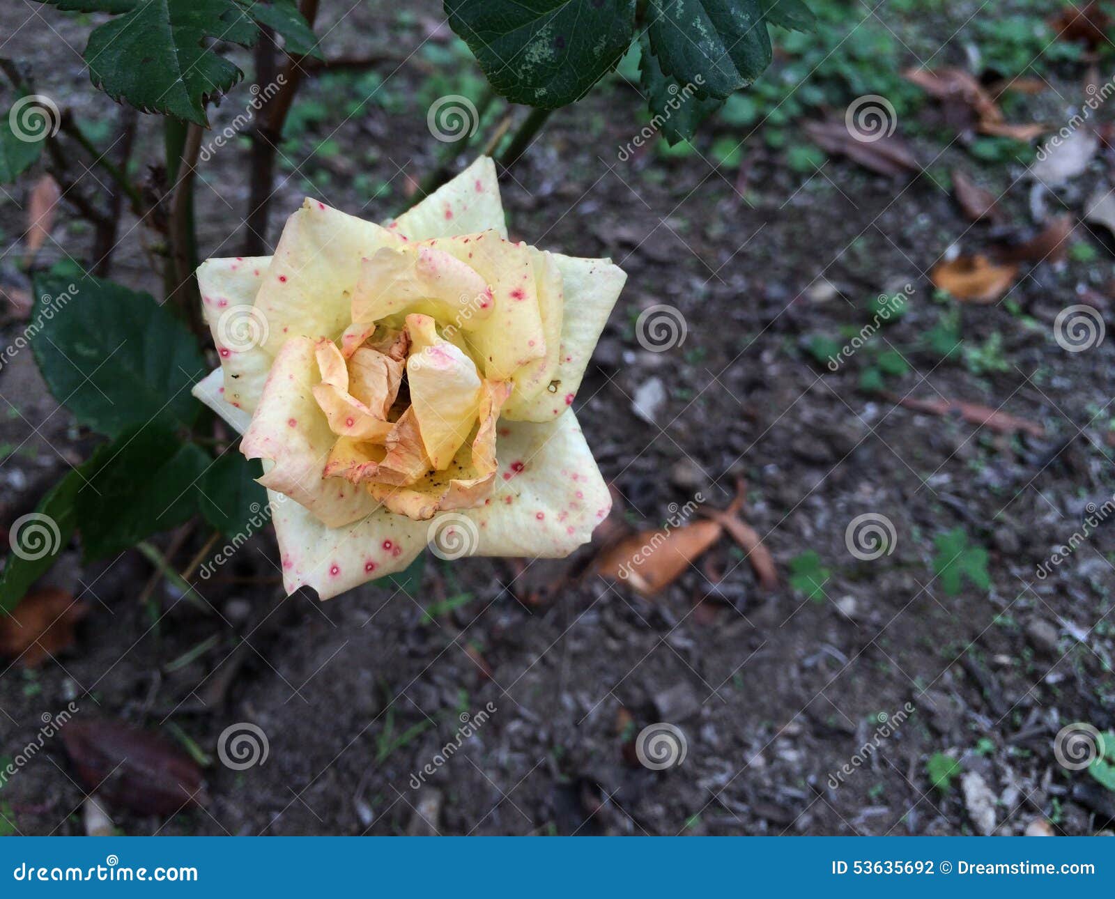 Dotted Rose stock photo. Image of flower, yellow, dotted - 53635692