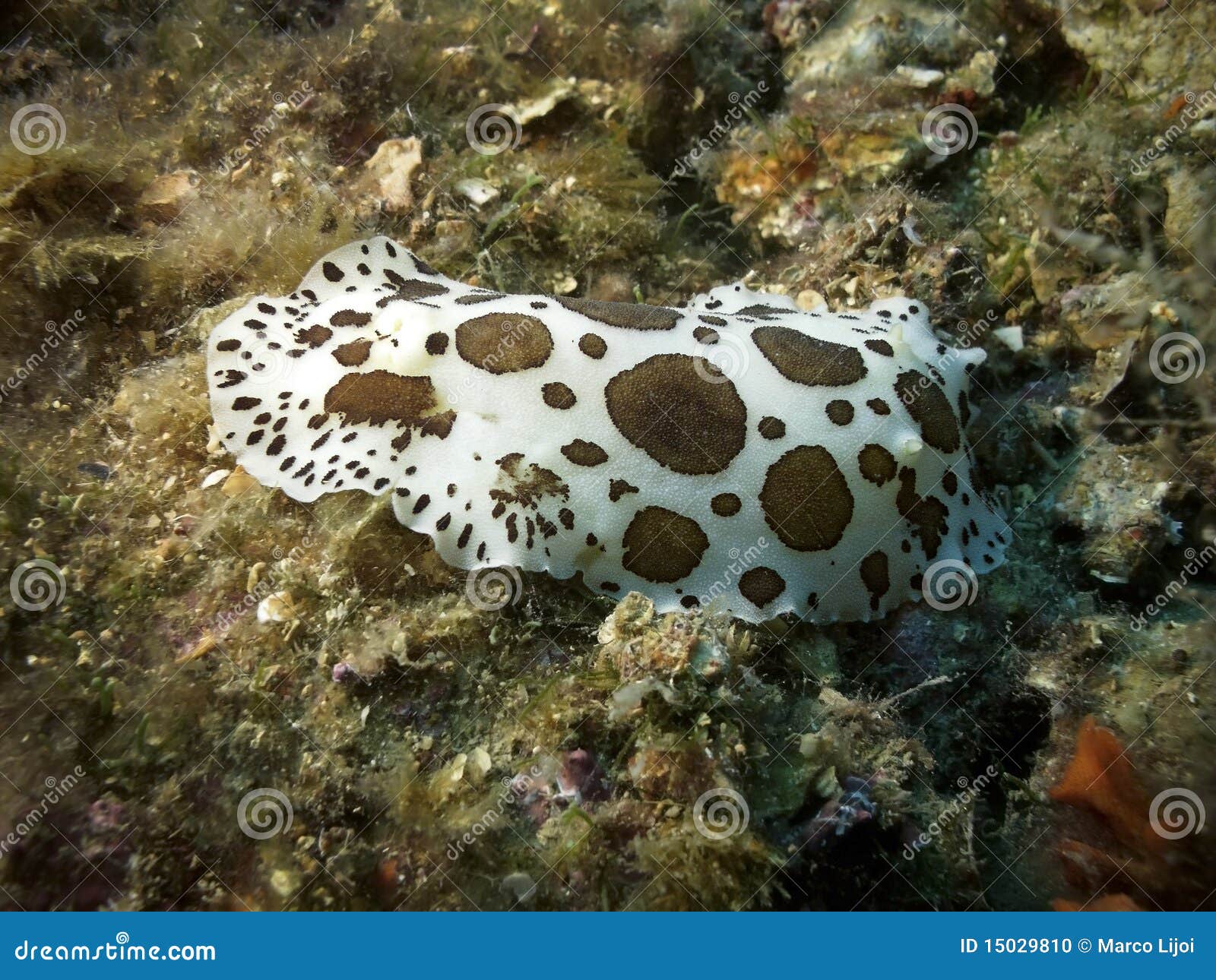 Dotted sea slug stock photo. Image of coral, nature, nudibranch - 15029810