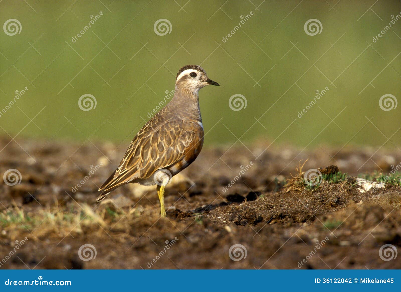 Dotterel, Charadius Morinellas Stock Photo - Image of animal, bird ...