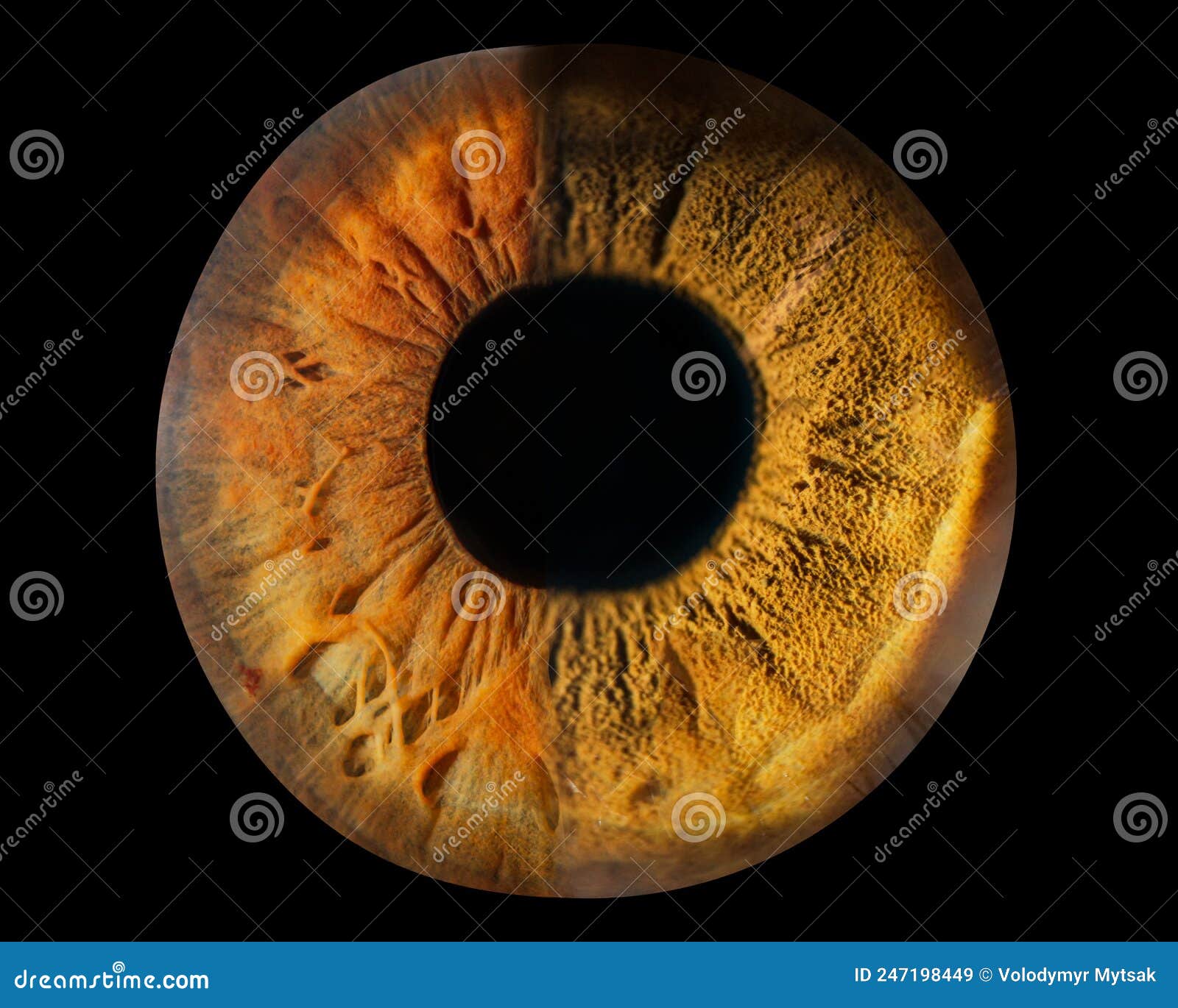 Double Abstract Eyes Capture Stock Image - Image of abstract, organs ...