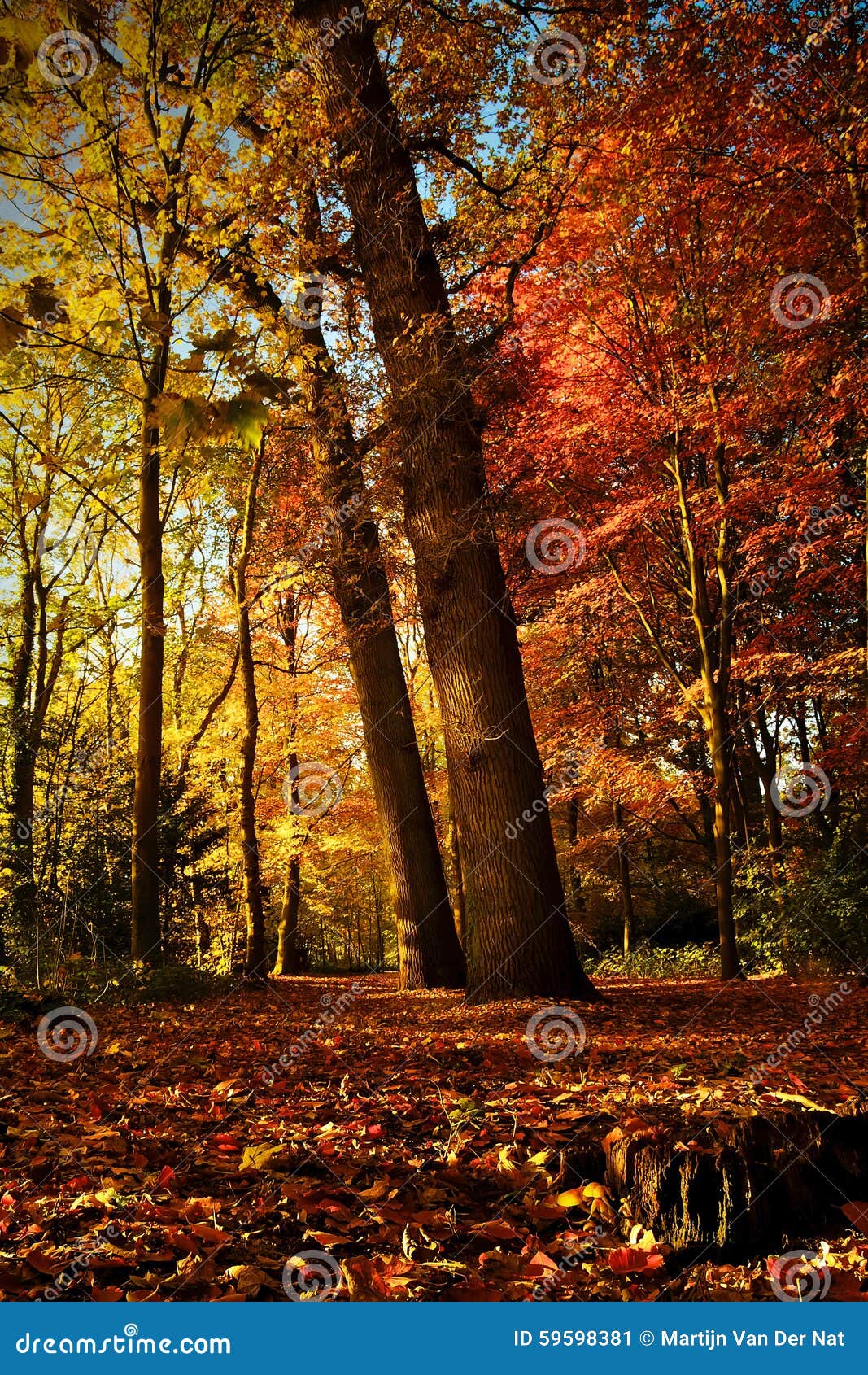 Double Backslash stock image. Image of woods, leaves - 59598381