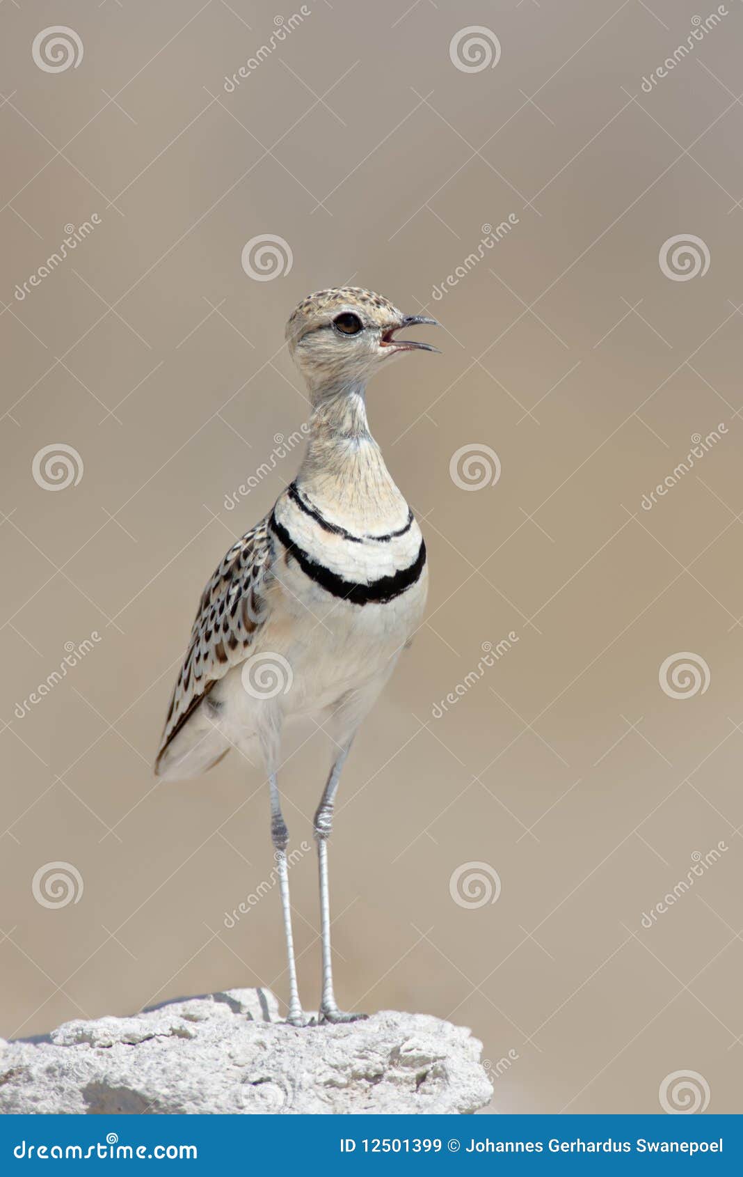 Double-banded Courser stock image. Image of perch, small - 12501399