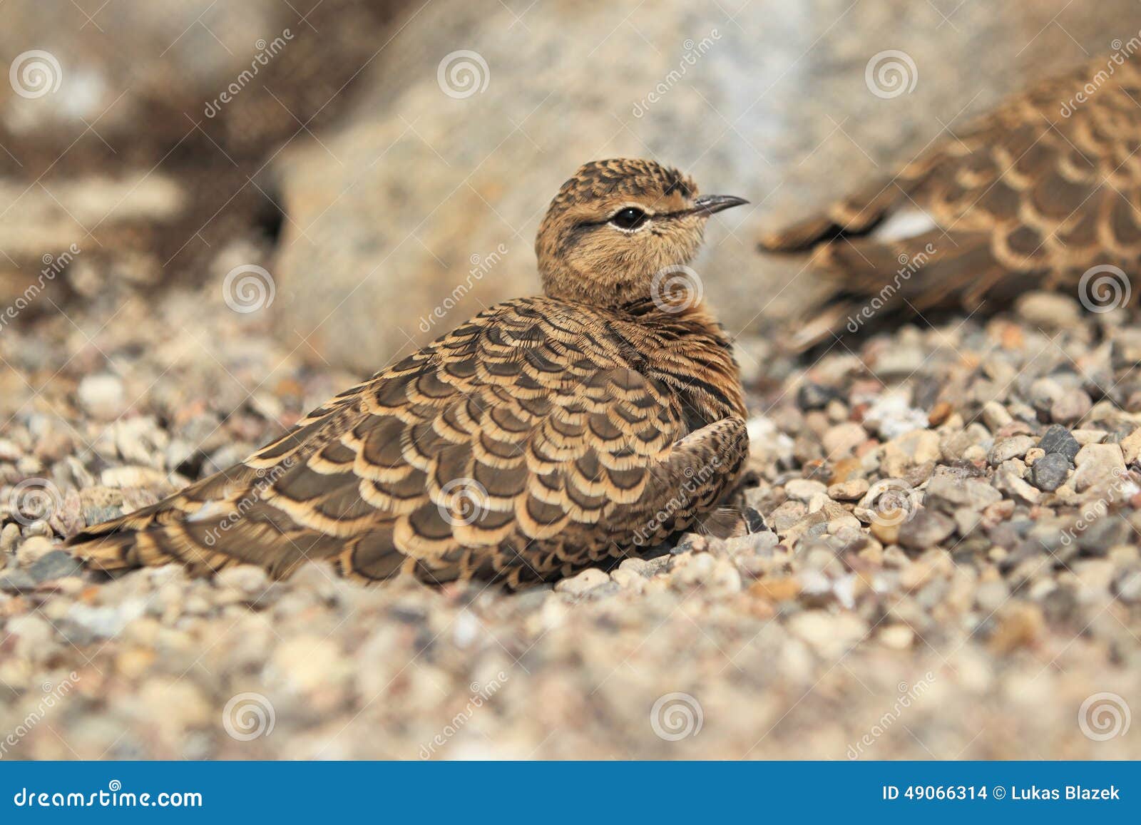 Double-banded courser stock photo. Image of rocky, africanus - 49066314