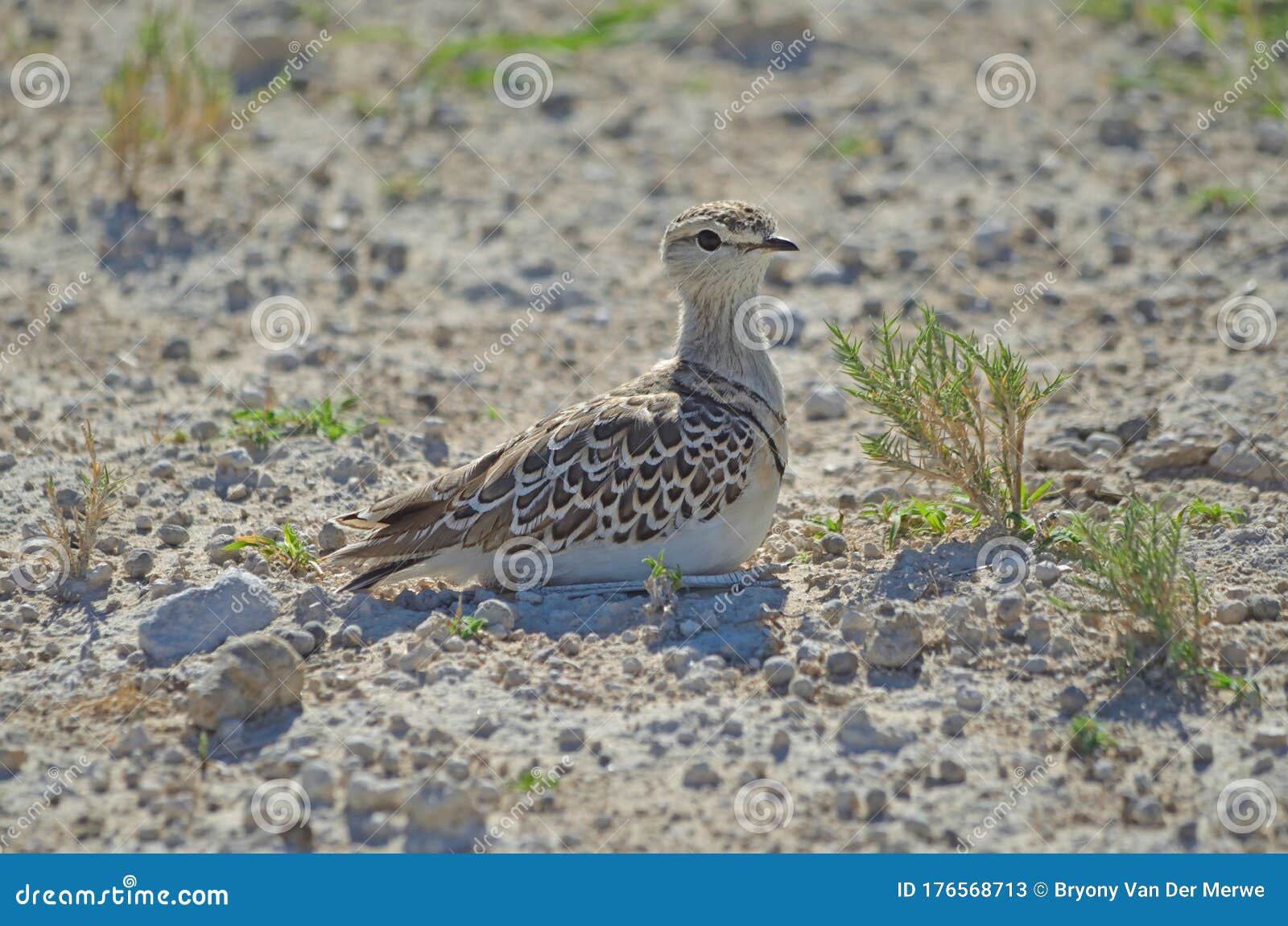Double-banded Courser on Stony Ground Stock Image - Image of africanus ...
