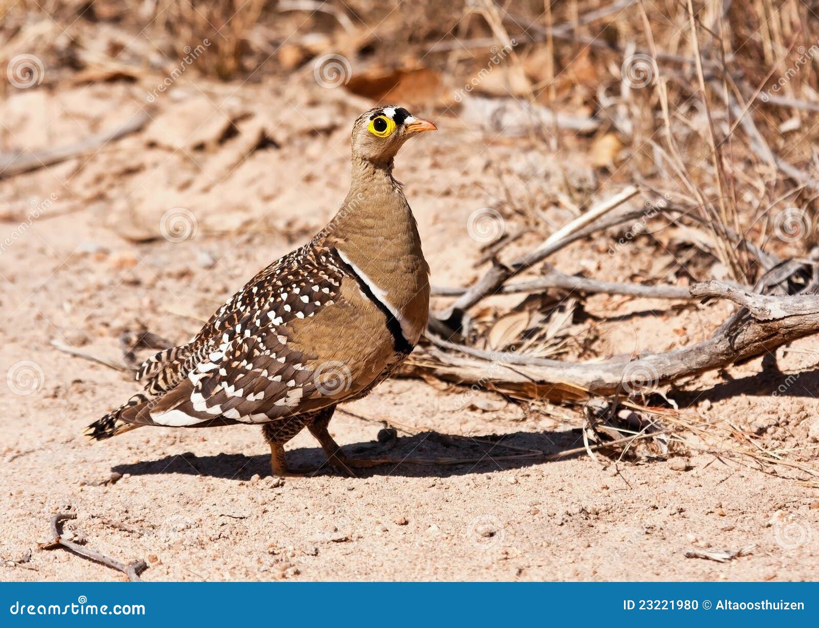 Double-banded Sandgrouse Female Pterocles Bicinctus Walking On The ...