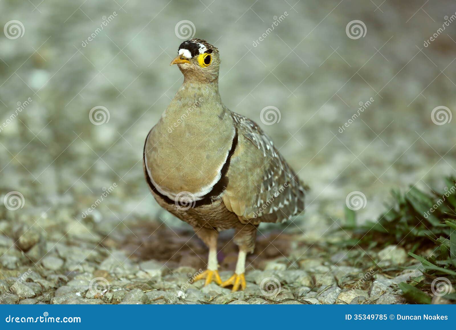 Double-banded Sandgrouse stock image. Image of alert - 35349785