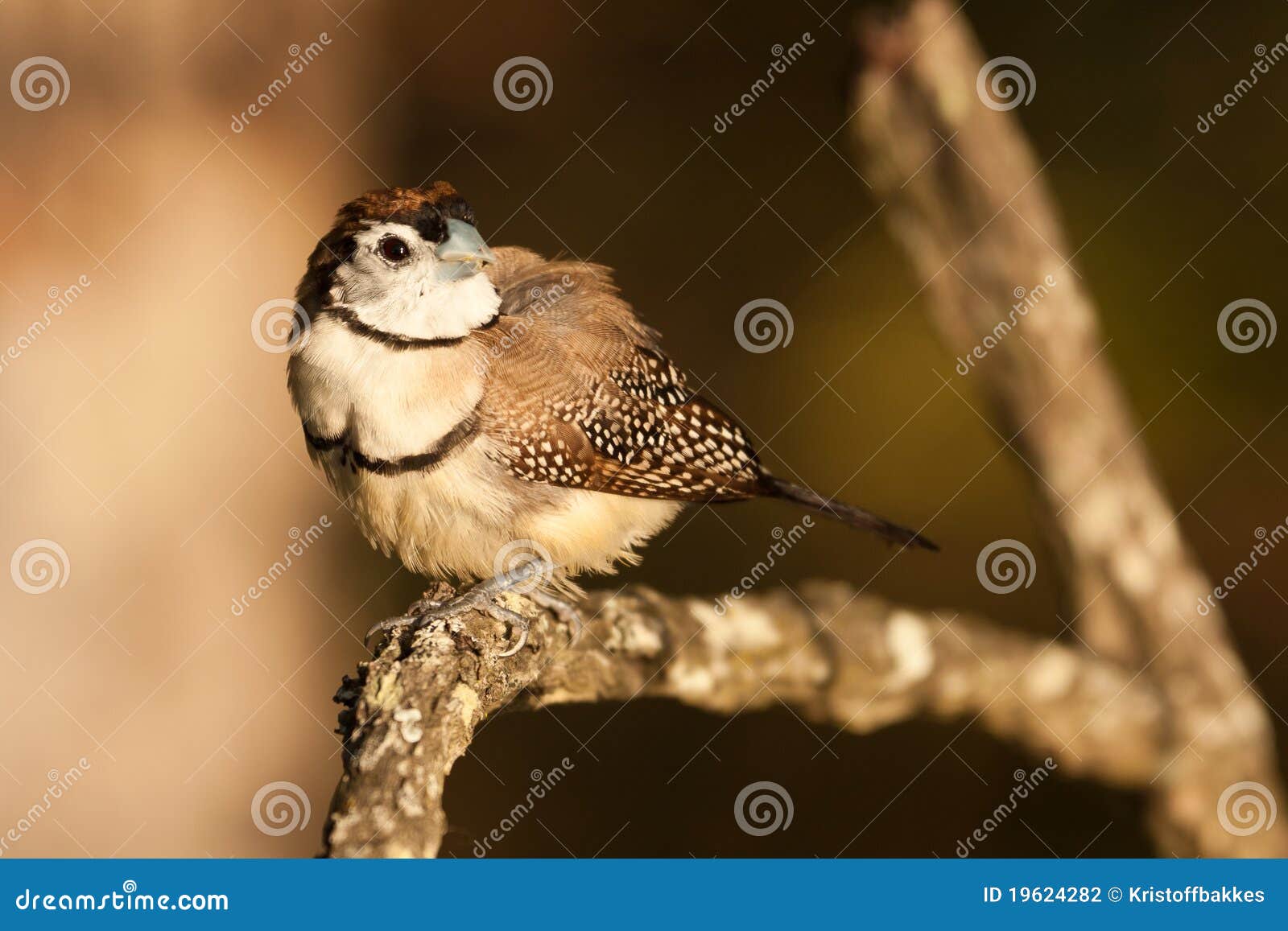 Double-barred finch stock photo. Image of nature, double - 19624282