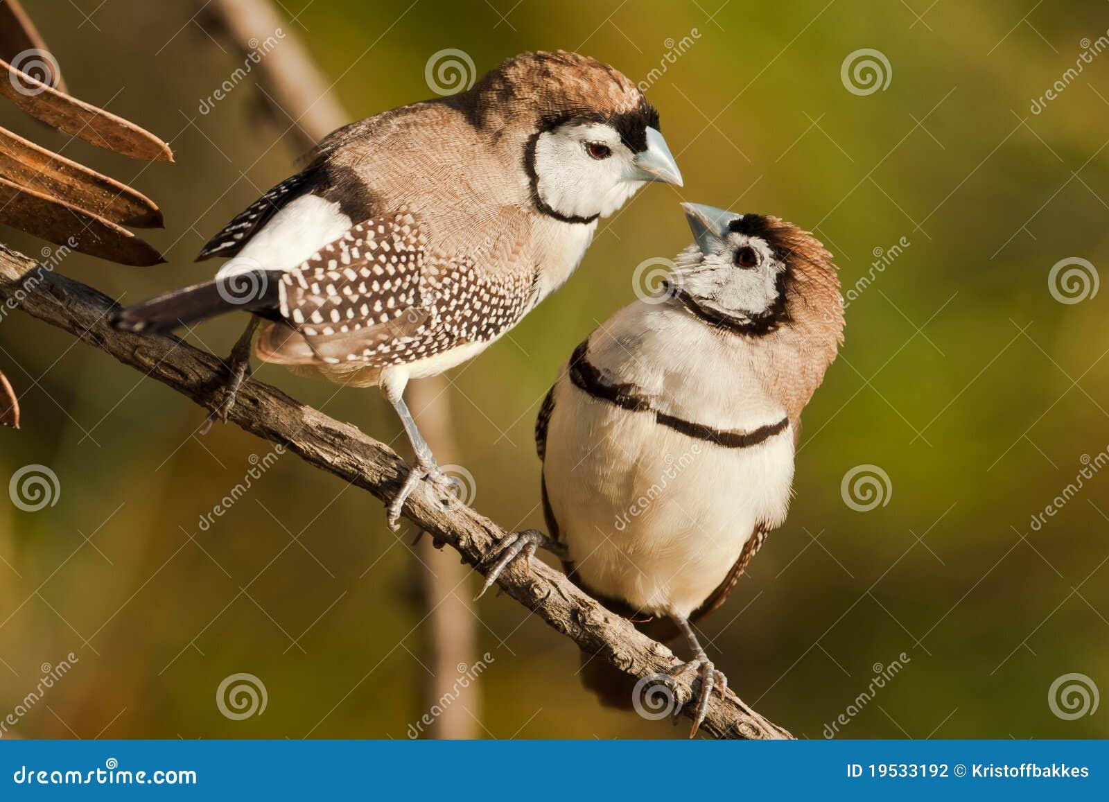 Double Barred Owl Finch Sharing A Branch With A Japanese White-Eyed ...