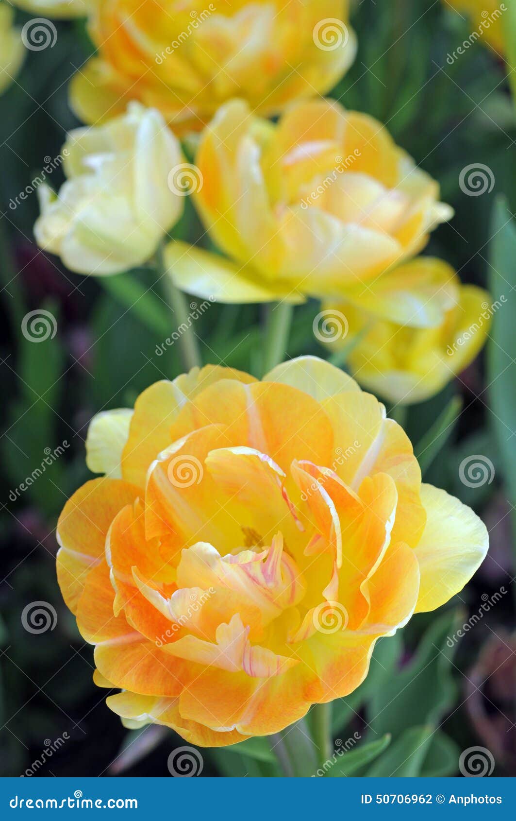 Group Double Tulips With Buds On The Grass Background Stock Image ...