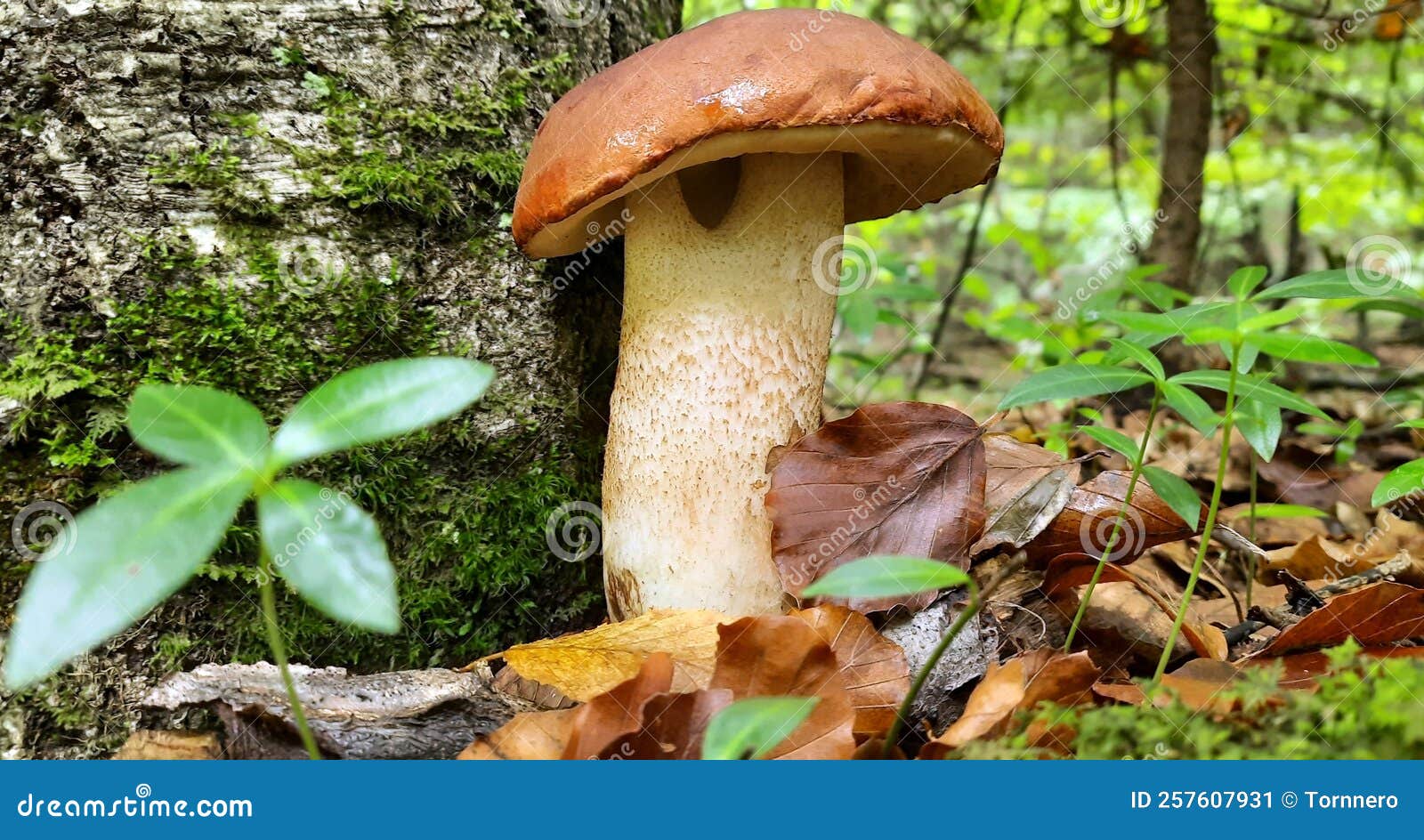 Double Boletus in the Forest Stock Image - Image of humus, moss: 257607931