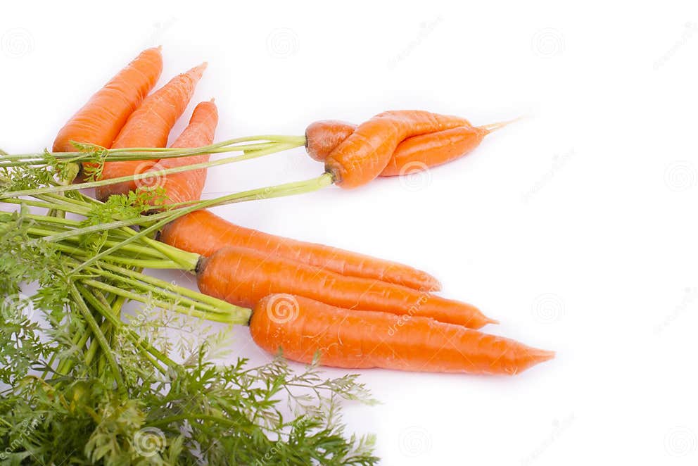 Double carrot stock image. Image of homegrown, group - 27326145