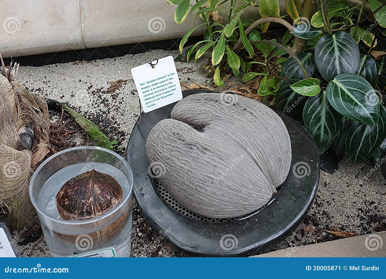 Double Coconut Seed stock image. Image of nature, large - 20005871