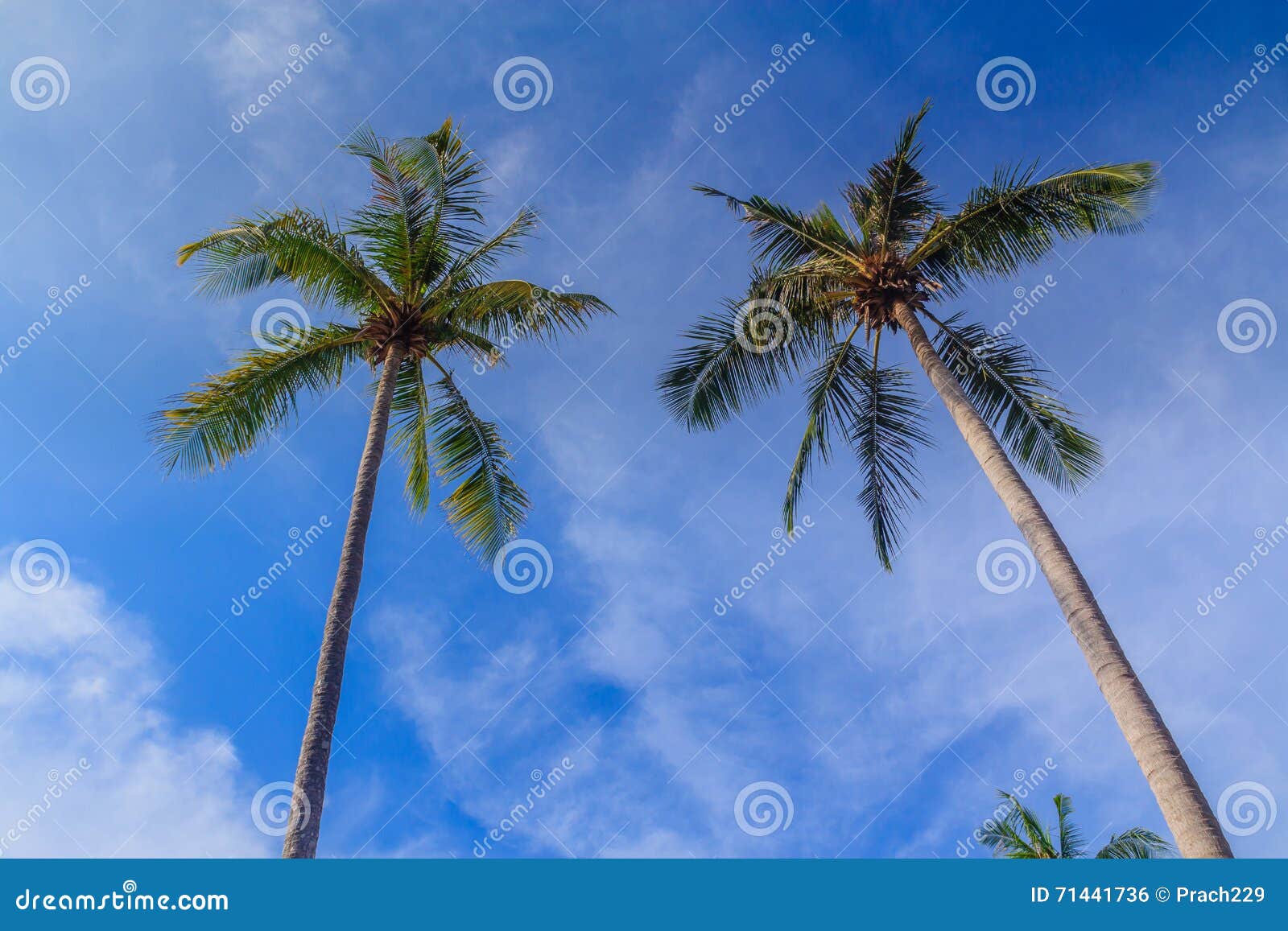 Double coconut tree stock photo. Image of destination - 71441736