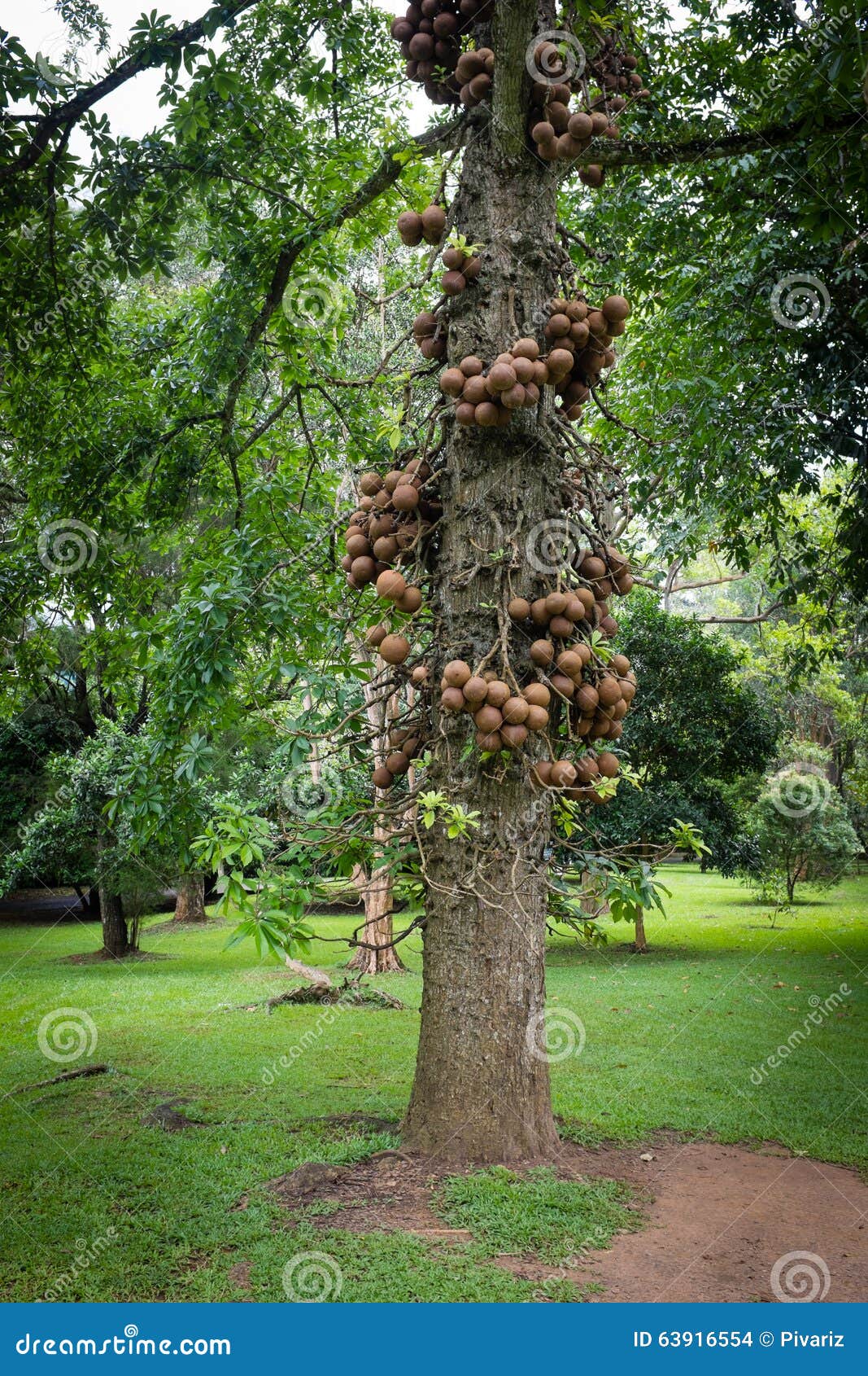 Double Coconut tree stock photo. Image of lanka, coco - 63916554