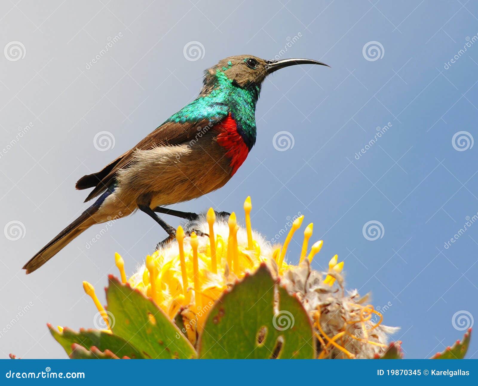 Collared Sunbird Royalty-Free Stock Image | CartoonDealer.com #20366782