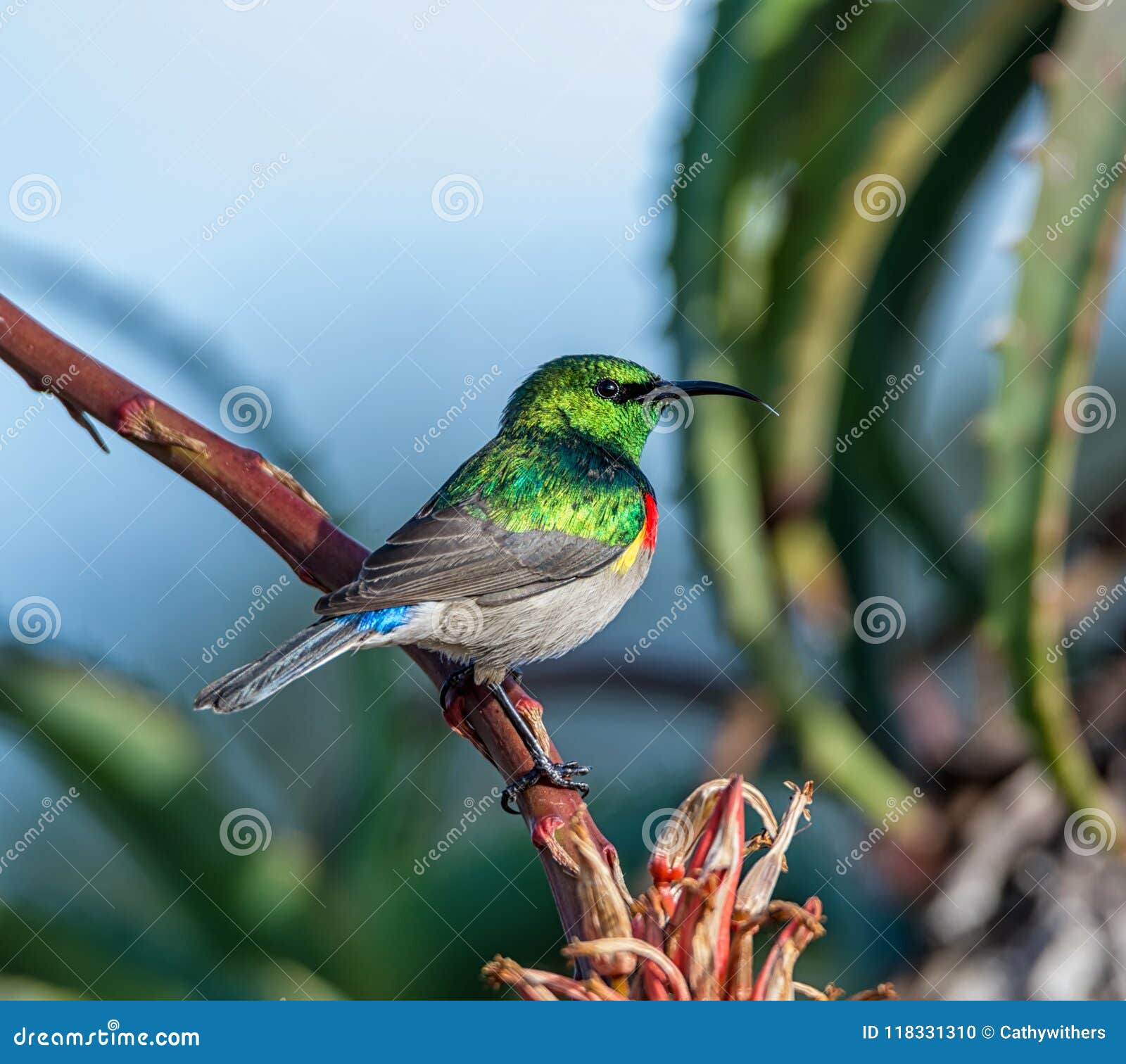 Double-collared Sunbird stock photo. Image of color - 118331310