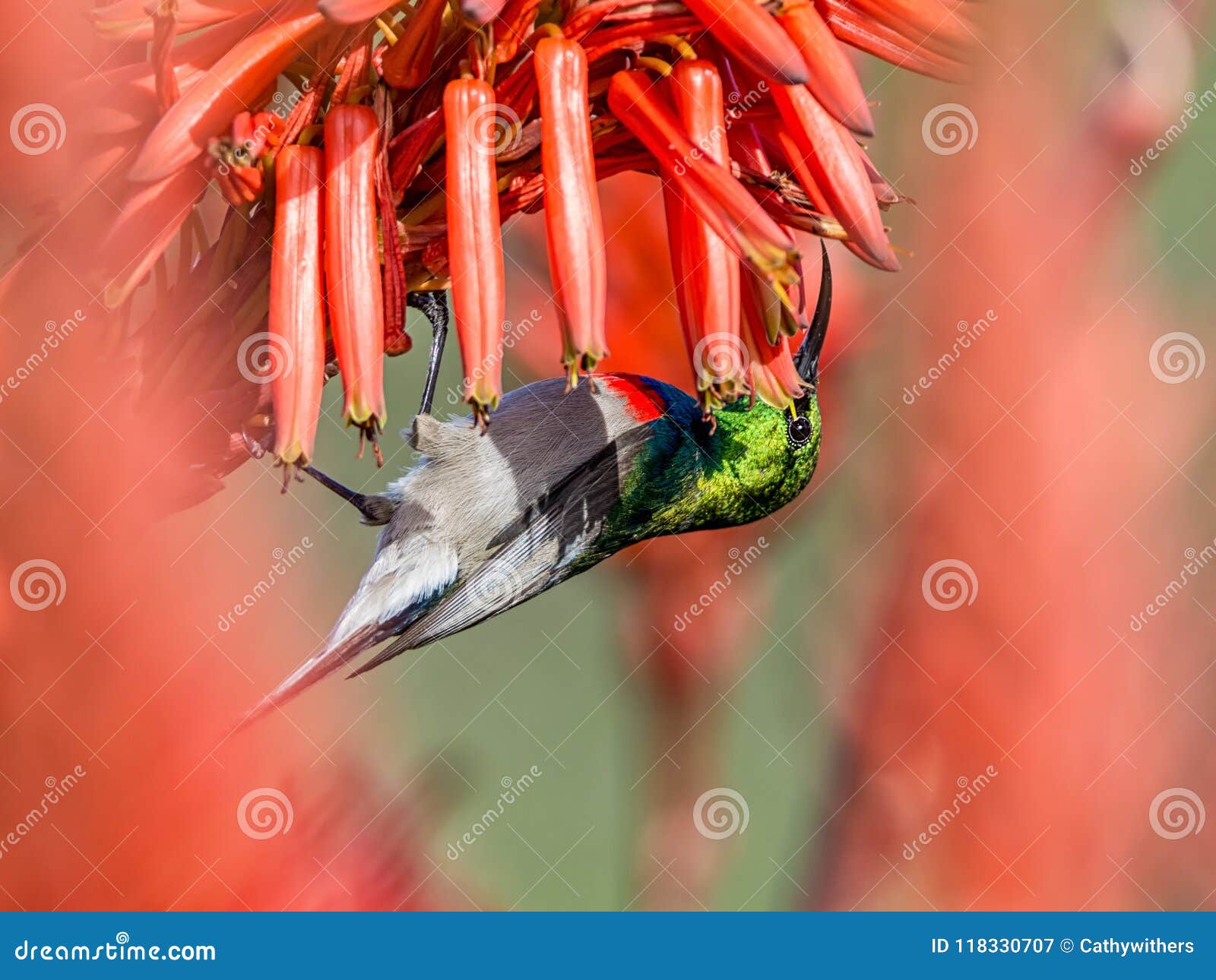 Double-collared Sunbird stock image. Image of cinnyris - 118330707