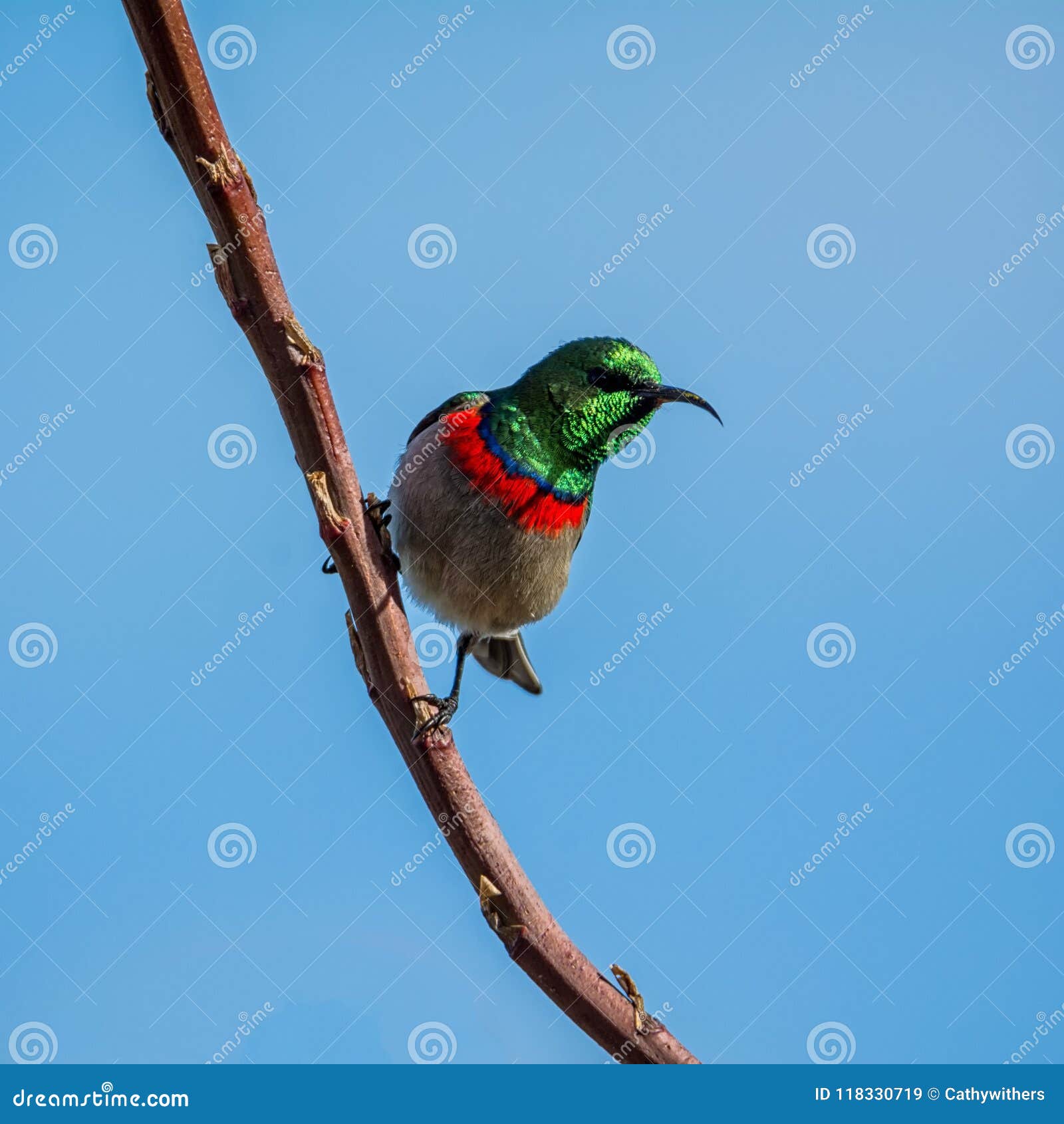 Double-collared Sunbird stock image. Image of blue, beak - 118330719